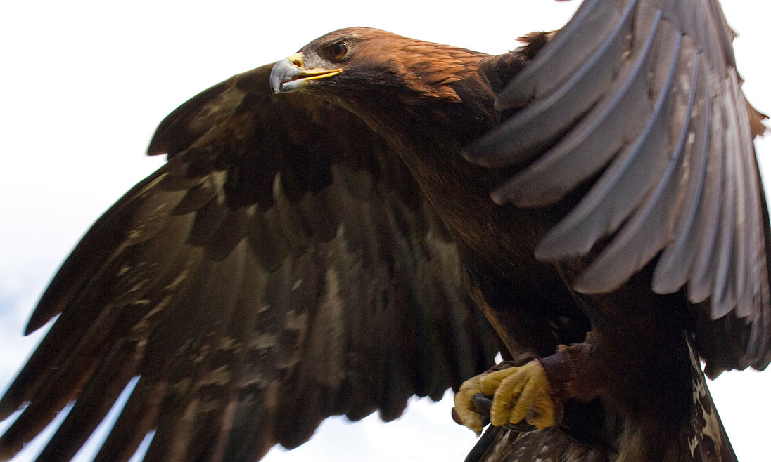 Captive Golden Eagle (Aquila chrysaetos) in flight in the United ...