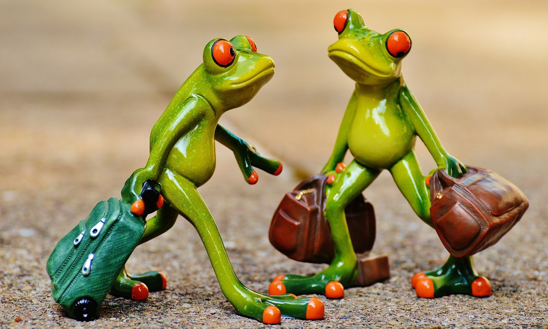 Frogs on Vacation | Dominicana