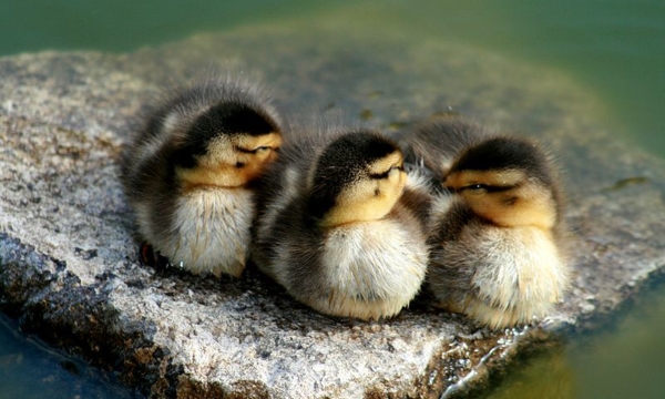 Duck Sleep | Dominicana